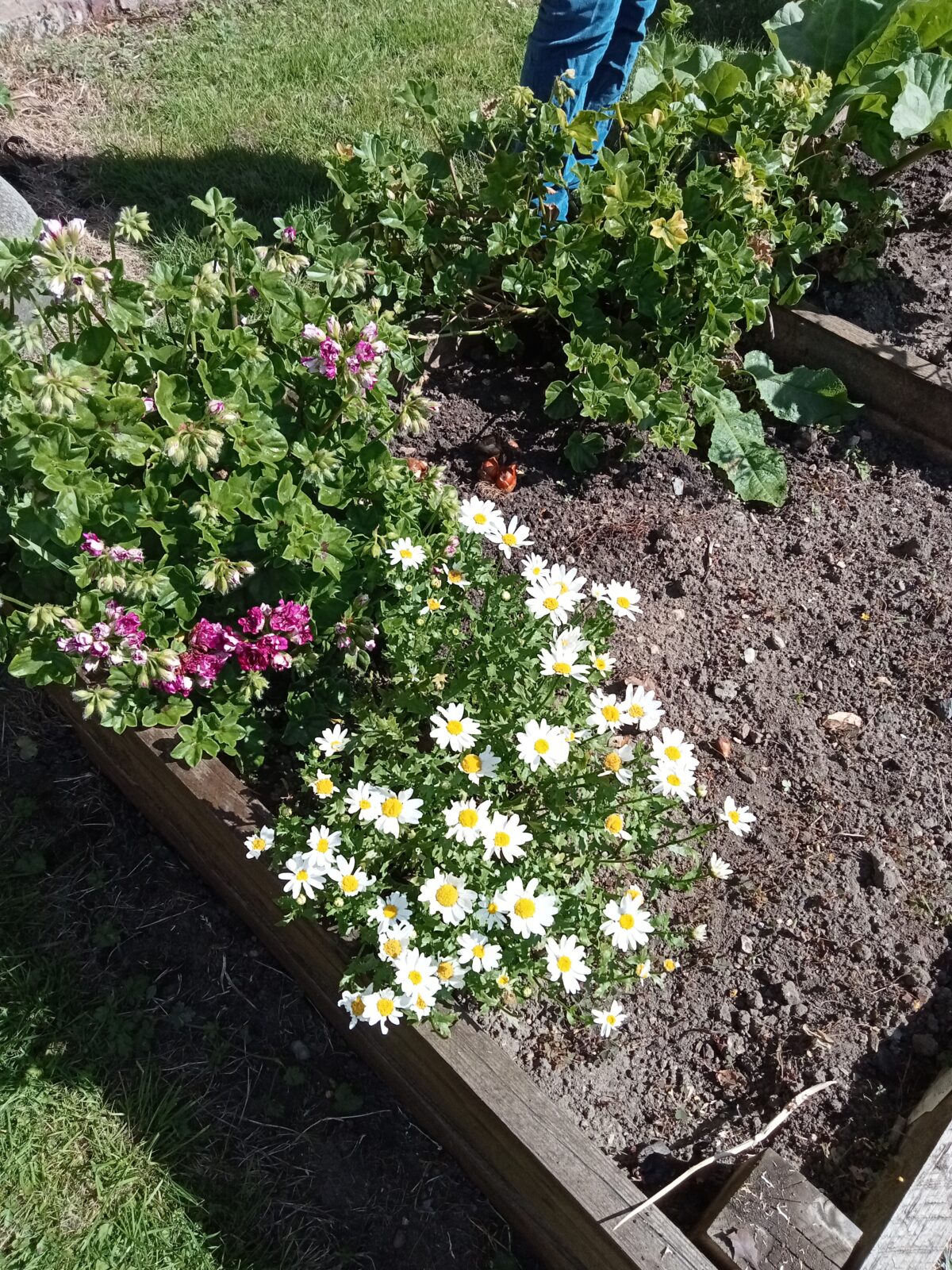 COMMUNITY GARDEN // Meg Woodward-Hay – Crescent Arts